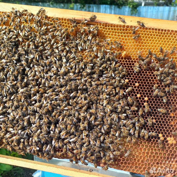 Продажа семьи пчелы