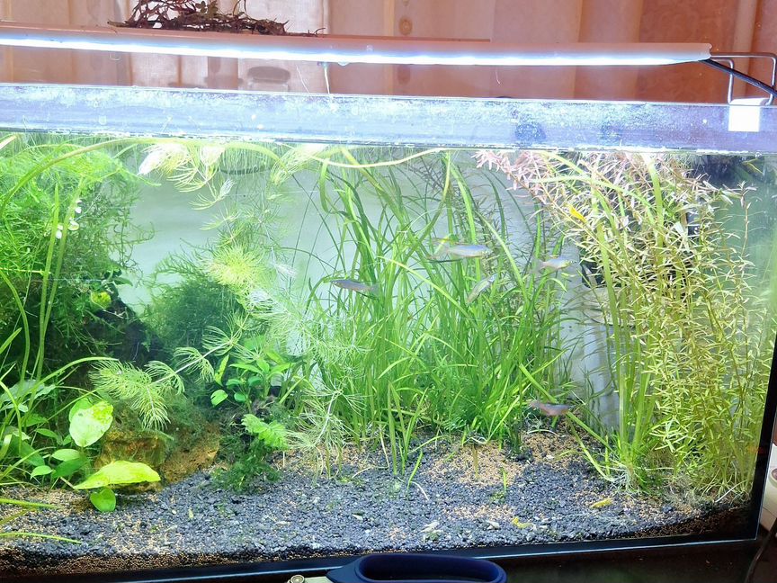 Растения прополка