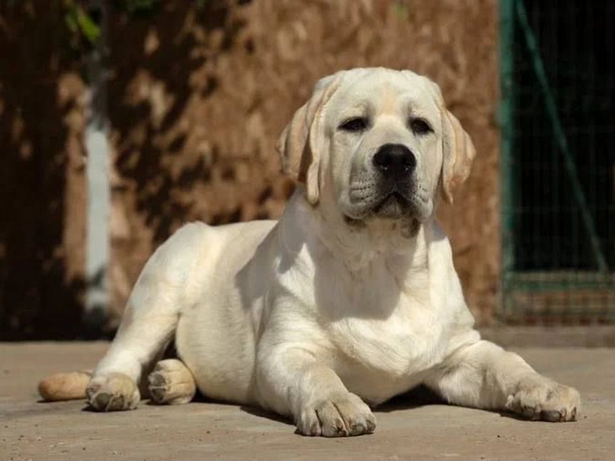 Щенок лабрадора