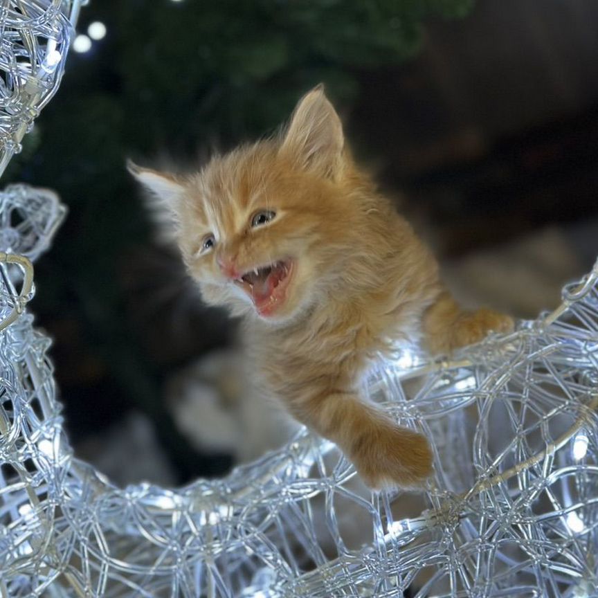 Котята мейн-кун
