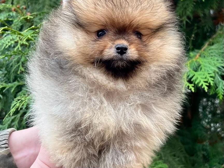Померанский шпиц