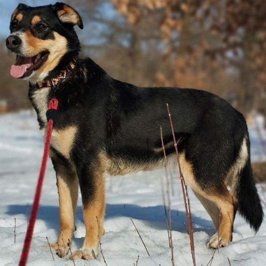 Взрослая собака в добрые руки