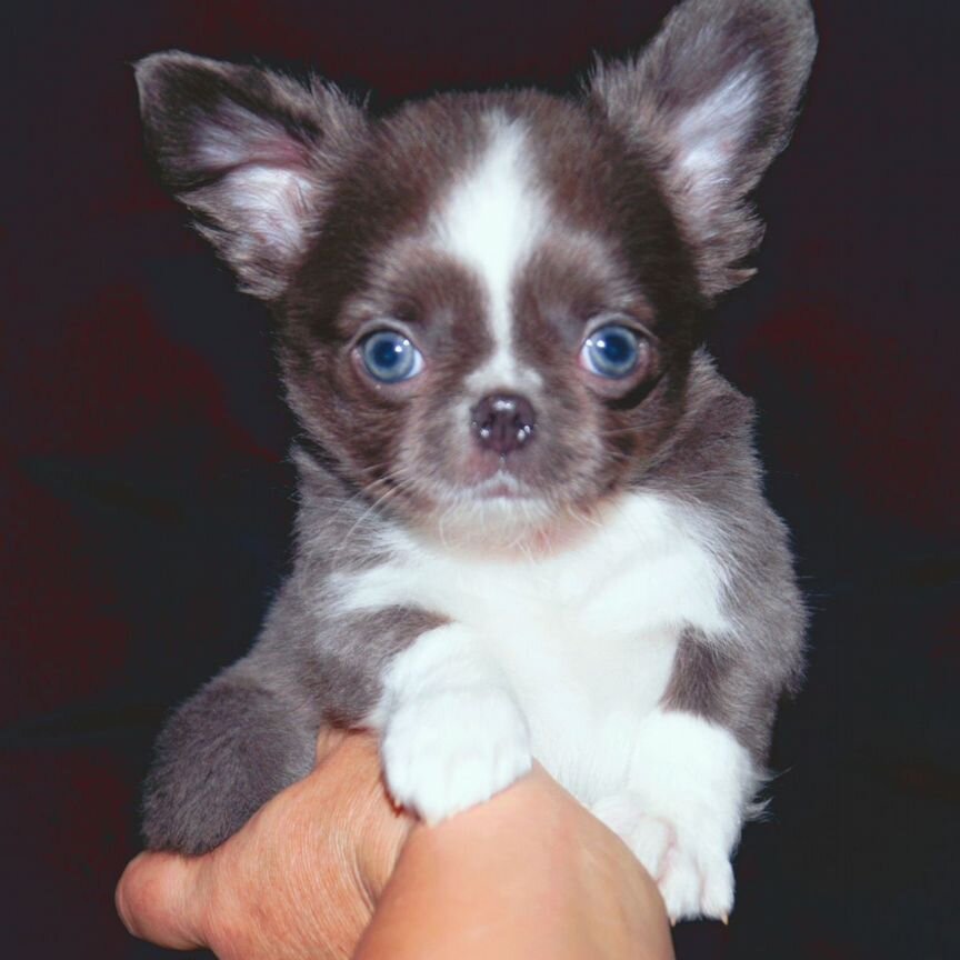 Чихуахуа мини мальчик голубой