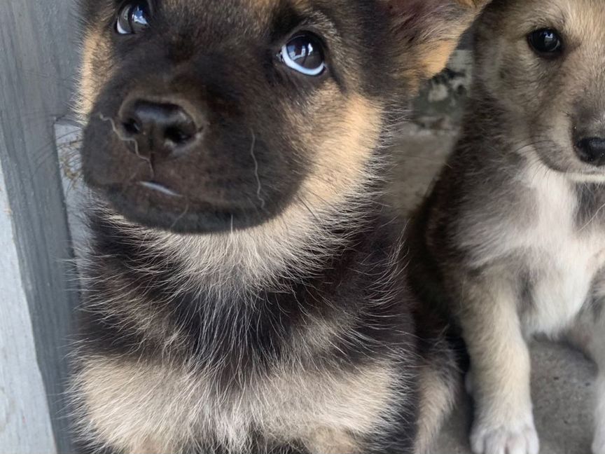 Щенок девочка в добрые руки