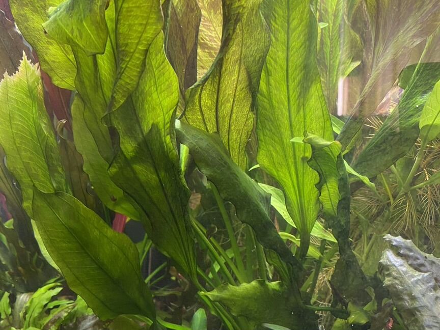 Эхинодорус