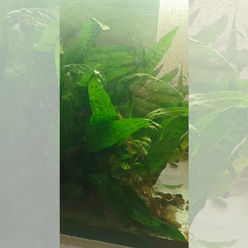 Водное растение Криптокорина Апоногетонолистная