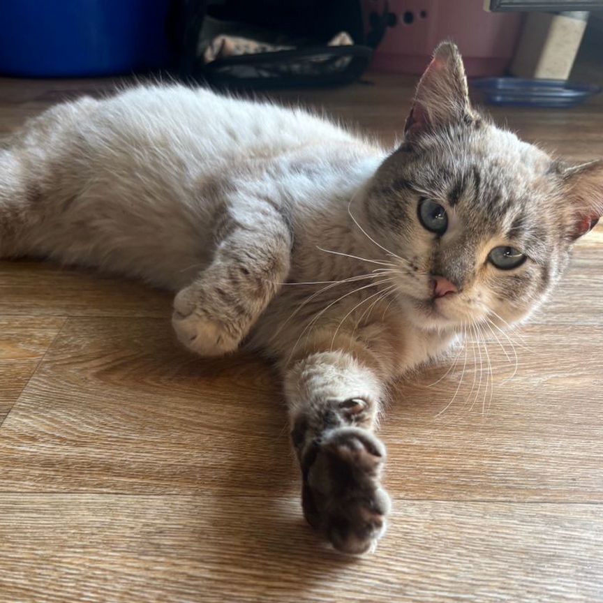 Взрослая, кошка в добрые руки