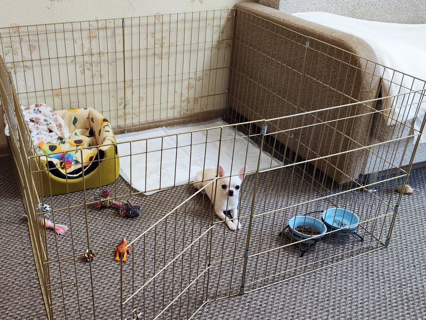 Вольер для собак и кошек