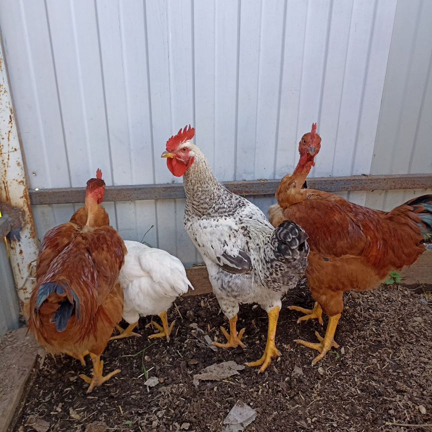 Молодые петушки