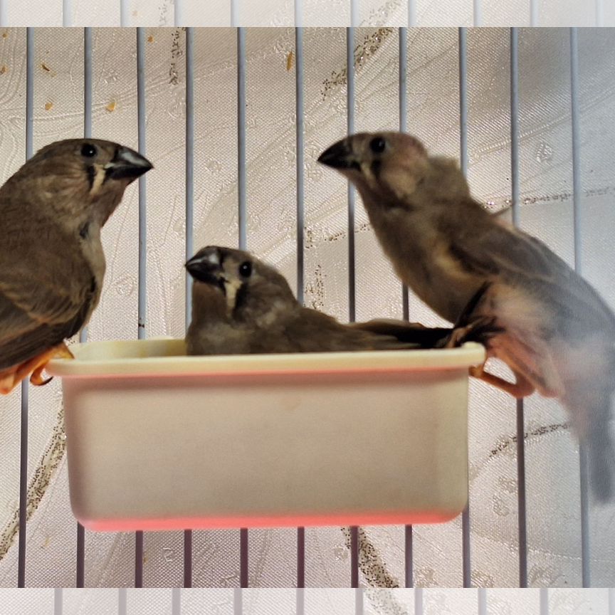 Птенцы зебровых амадин