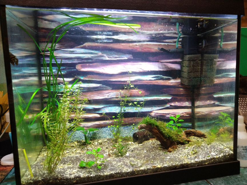 Готовый аквариум