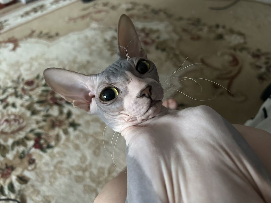 Кошка