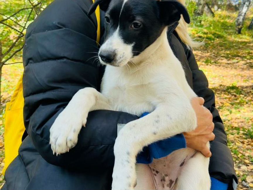 Бим ищет дом