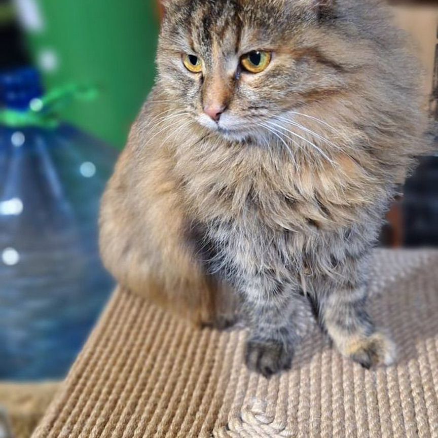 Сибирская кошка