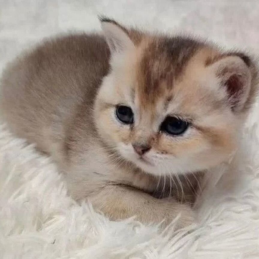 Шотландский вислоухий короткошёрстный котёнок