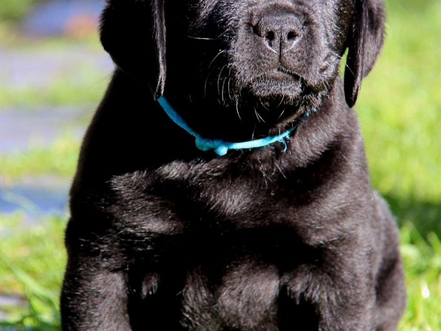 Лабрадор ретривер чёрного окраса