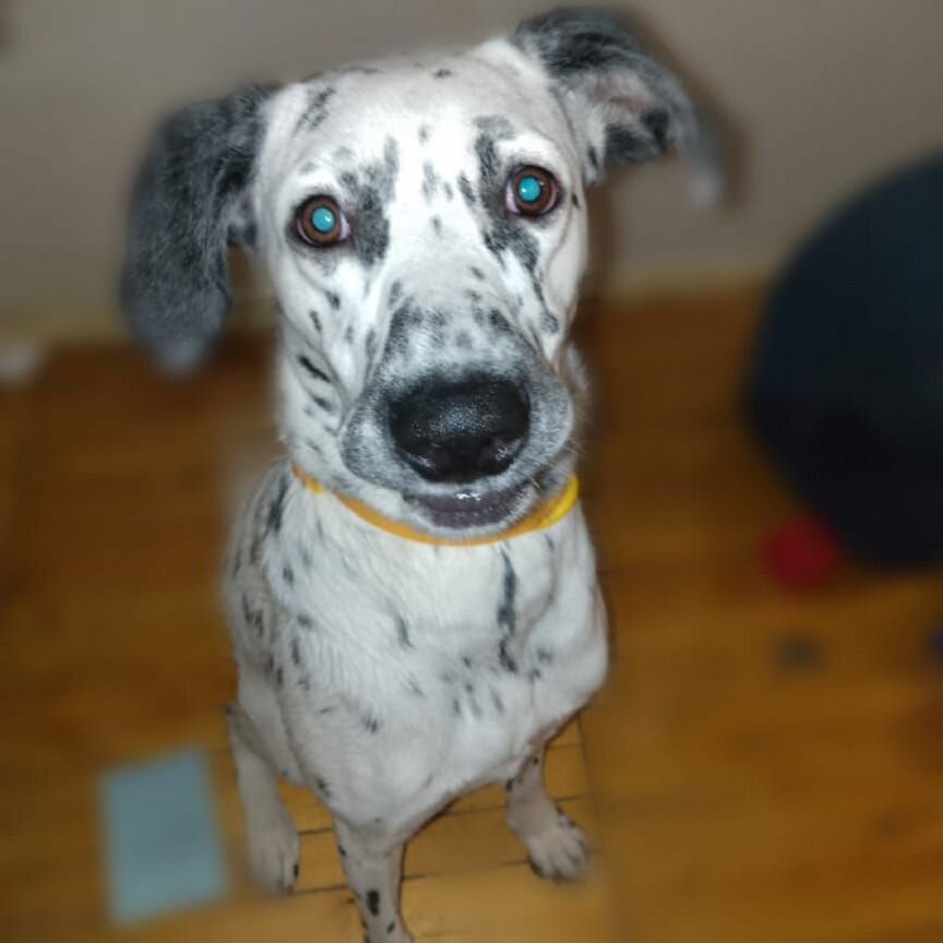 Отдам в добрые руки долматинец писать в лс