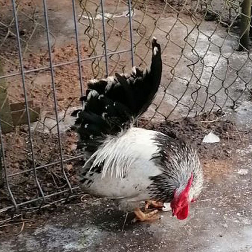 Шабо