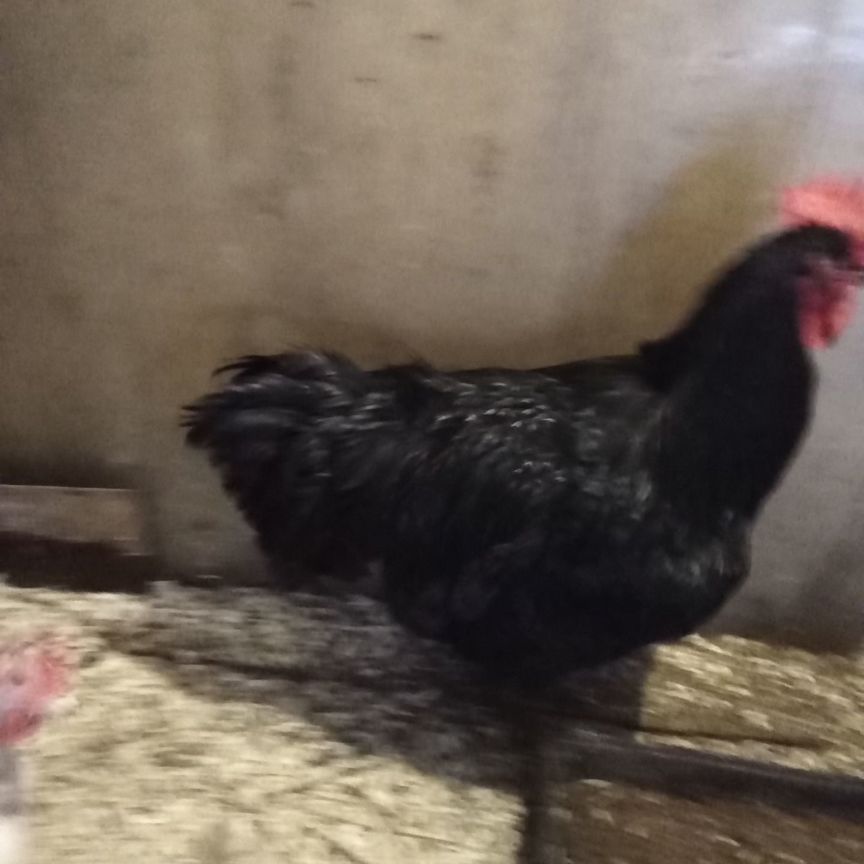 Петя джерси -гигант