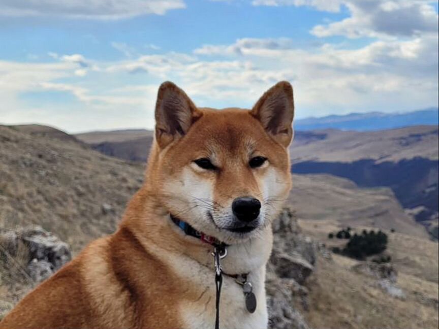 Акита