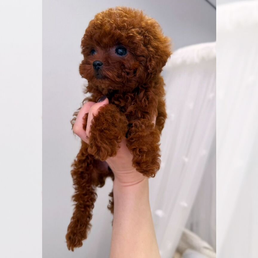 Той-пудель, щенок