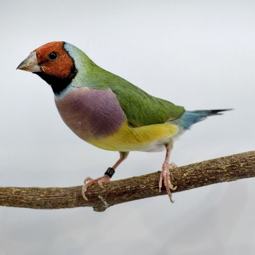 Амадины гульда