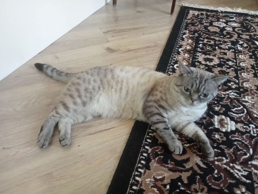 Отдам кота в добрые руки
