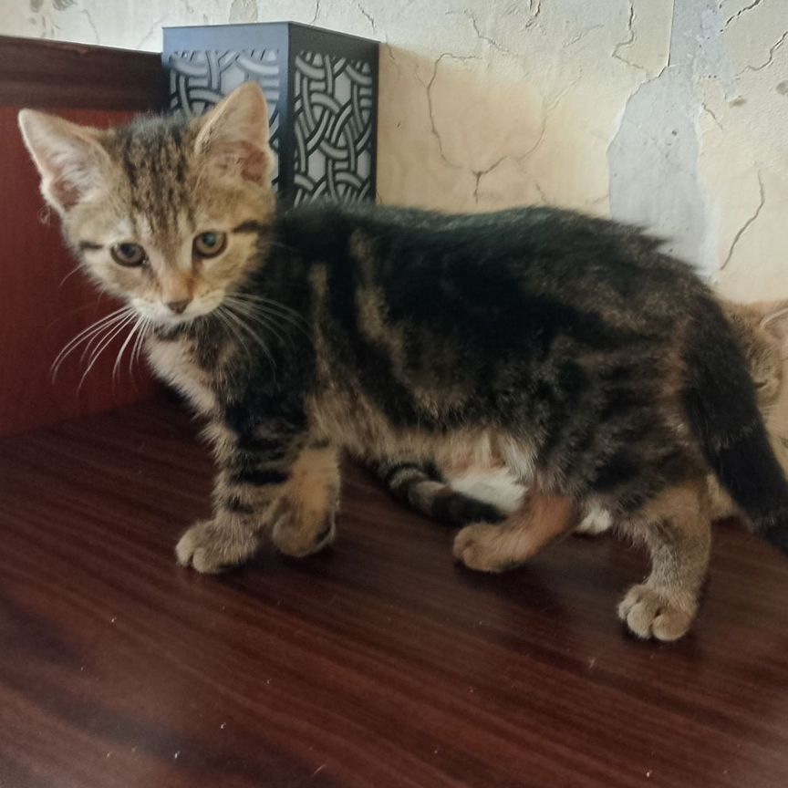 Котенок с "мраморным" окрасом