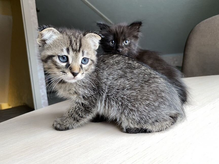 Котики бесплатно в добрые руки