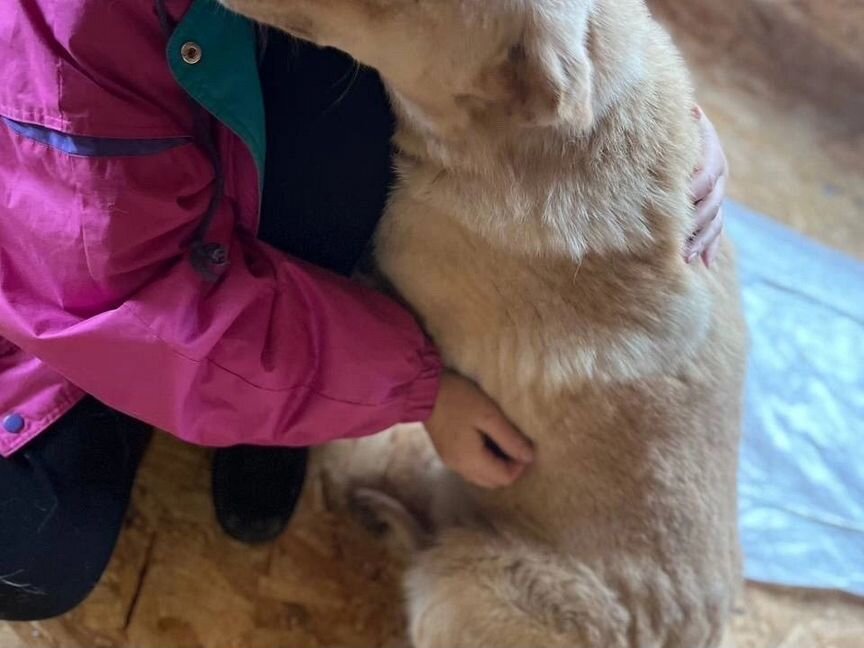 Собака в прите