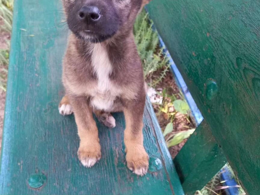 Ушастик - девочка 1,5 месяца. Будет до 12кг