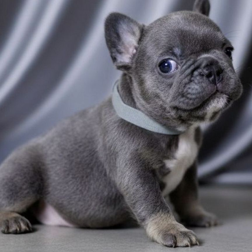 Французский бульдог, щенок