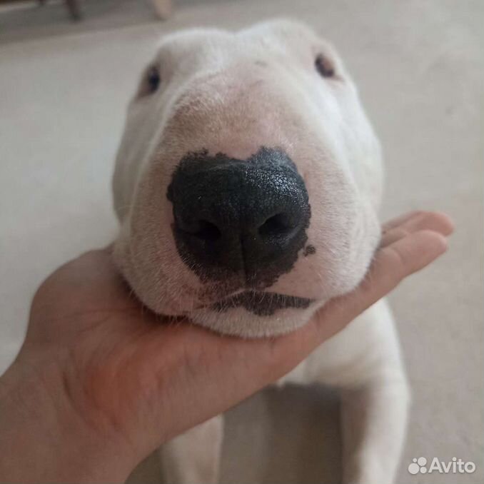 Миниатюрный бультерьер вязка