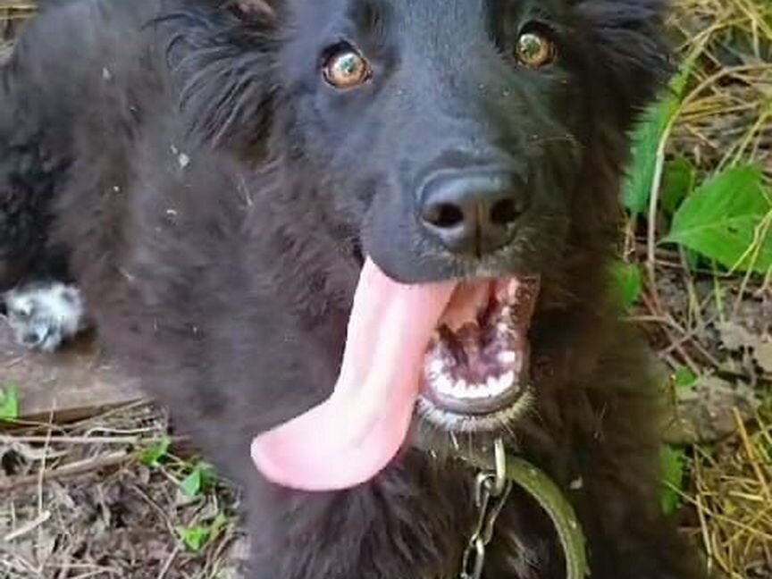 Бельгийская овчарка помесь