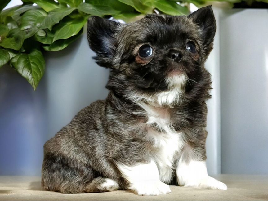 Щенки чихуахуа длинношерстные мини