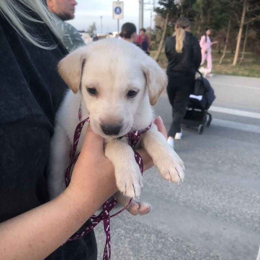 Собака в добрые руки даром