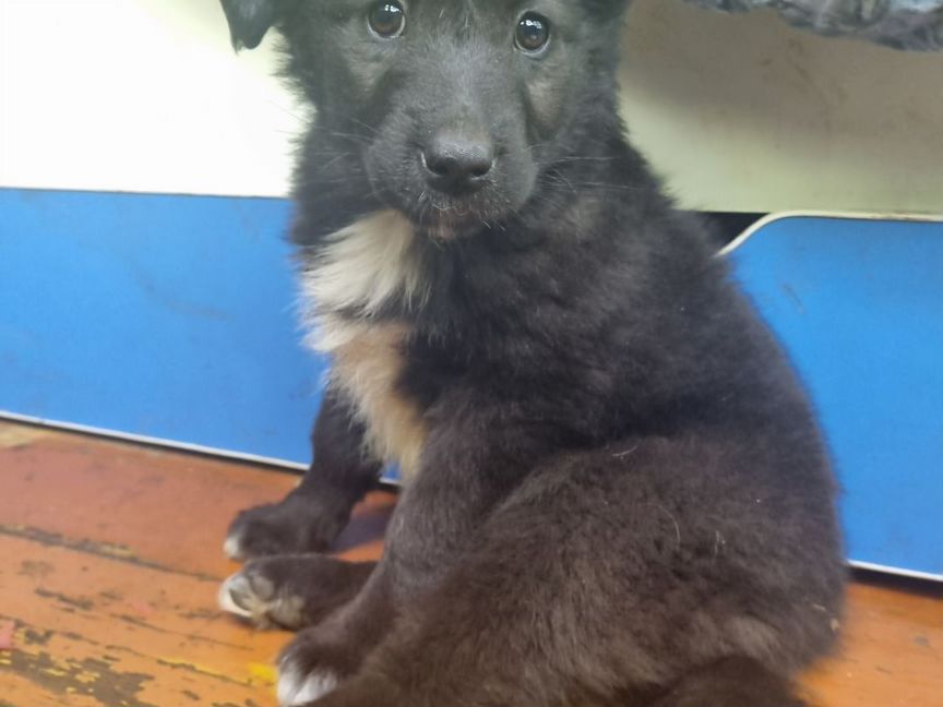 Щенок на охрану