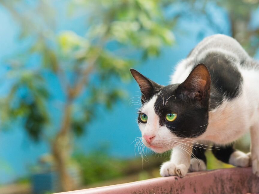 Красочный кот