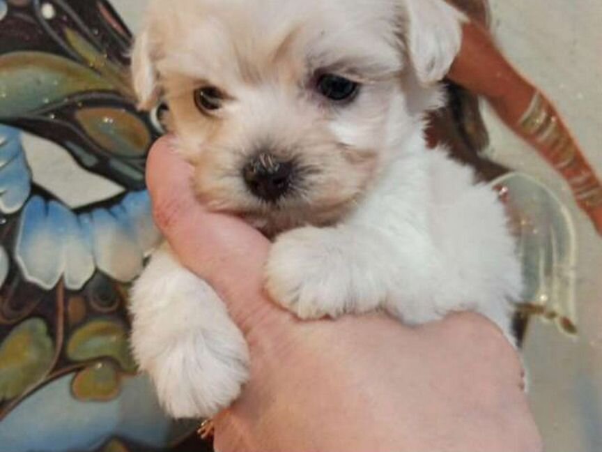 Мальтипу f-1