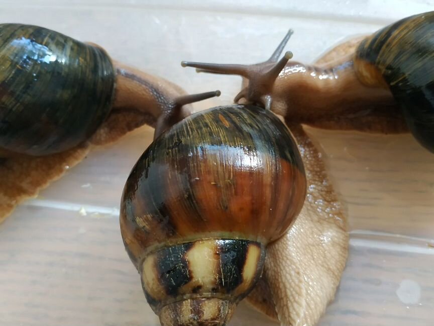 Улитки архахатины эгрегиеллы