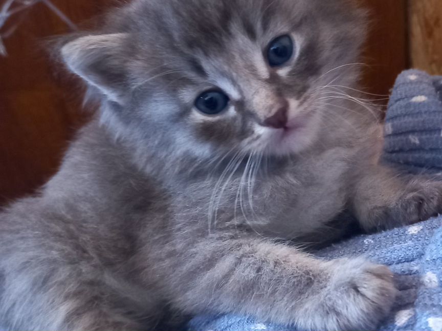 Котята бесплатно