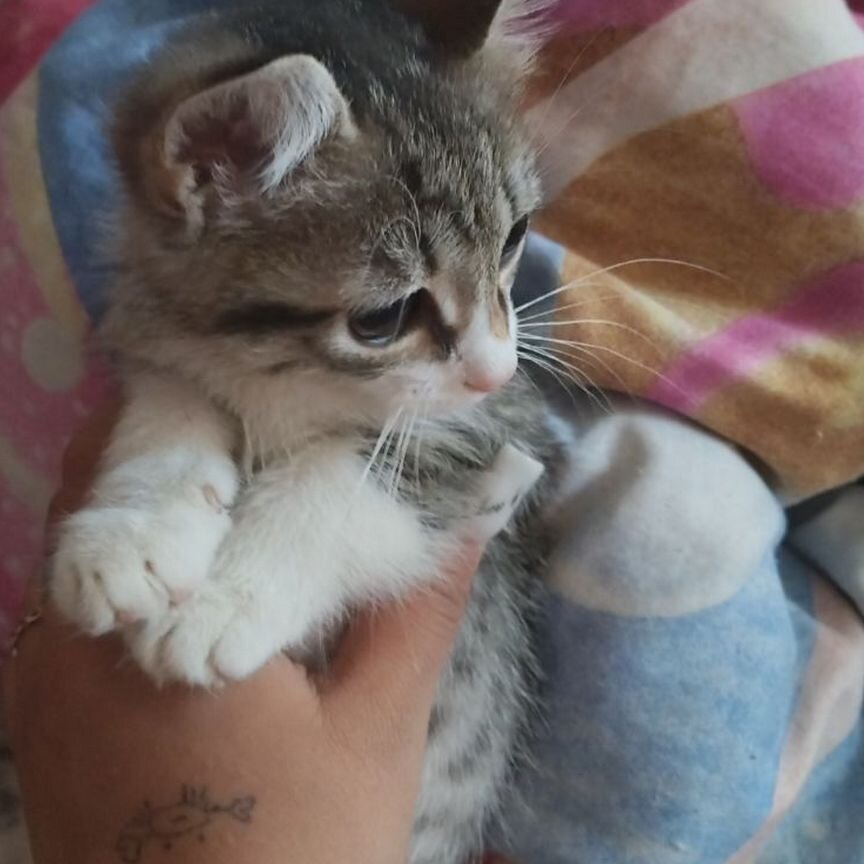 Котёнок от частного владельца