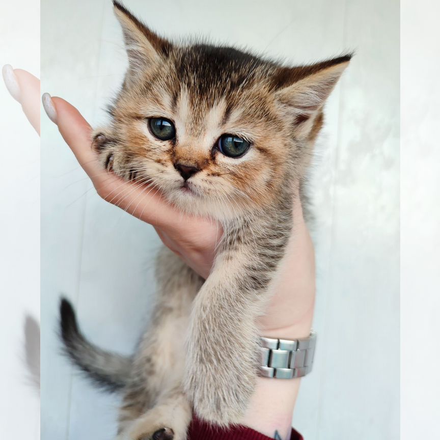 Шотландский вислоухий короткошёрстный котёнок
