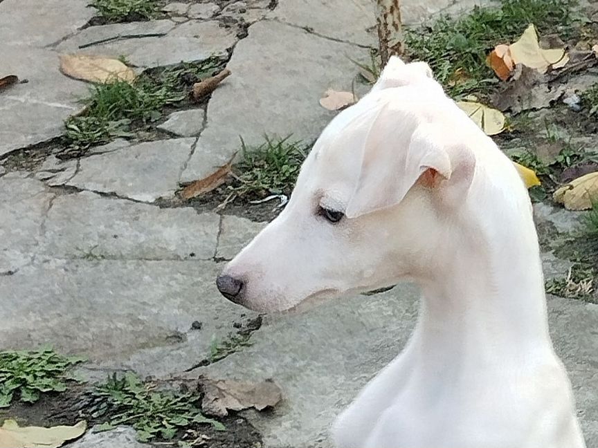 Левретка.Мальчики