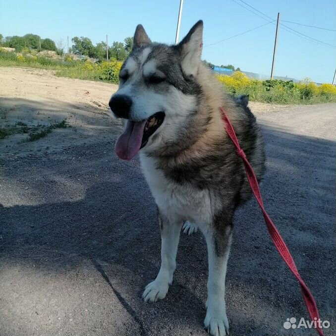 Собака кобель маламут в хорошие руки бесплатно