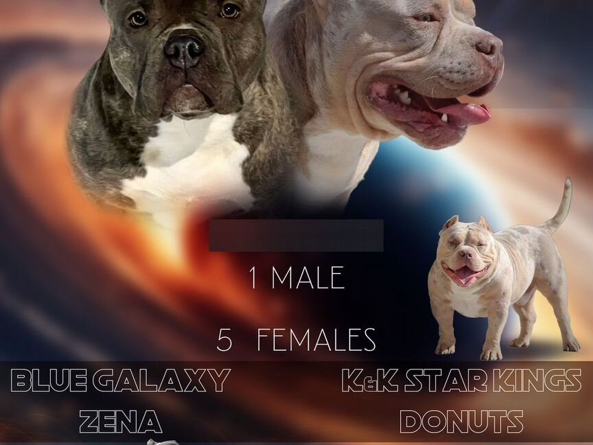 Ам Булли Щенки