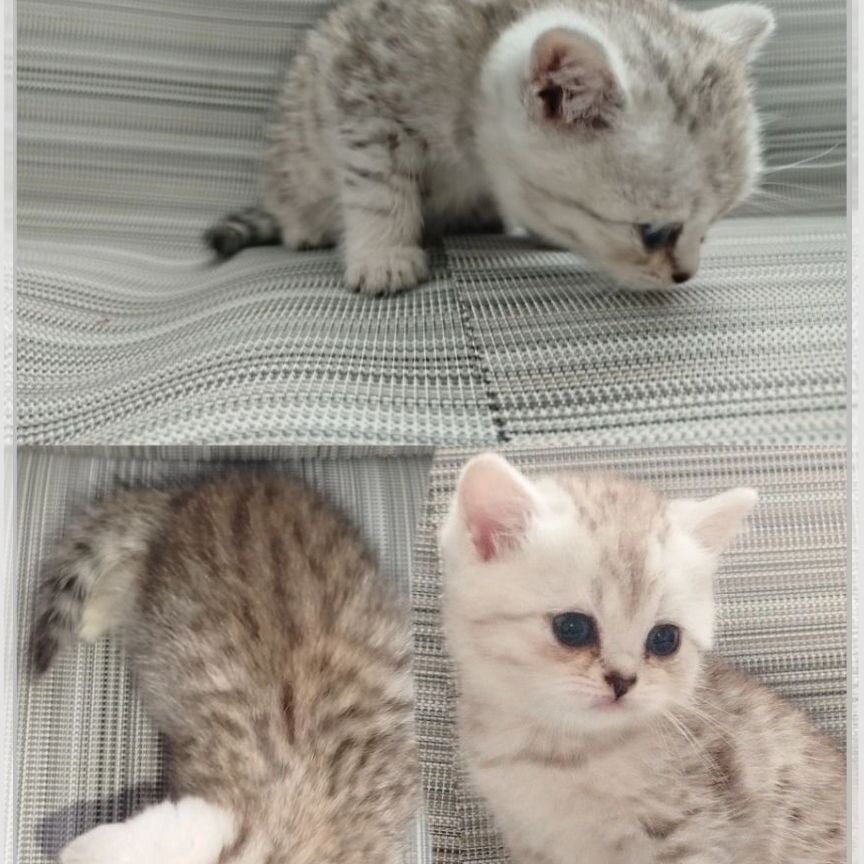 Шотландские котята