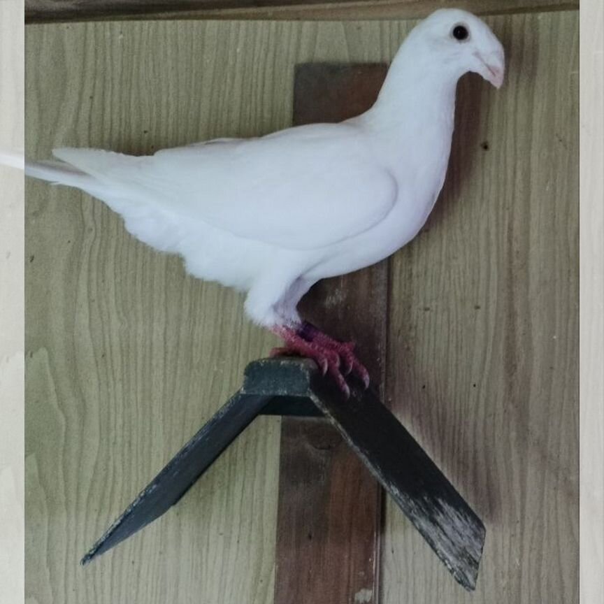 Голуби почтовые белые