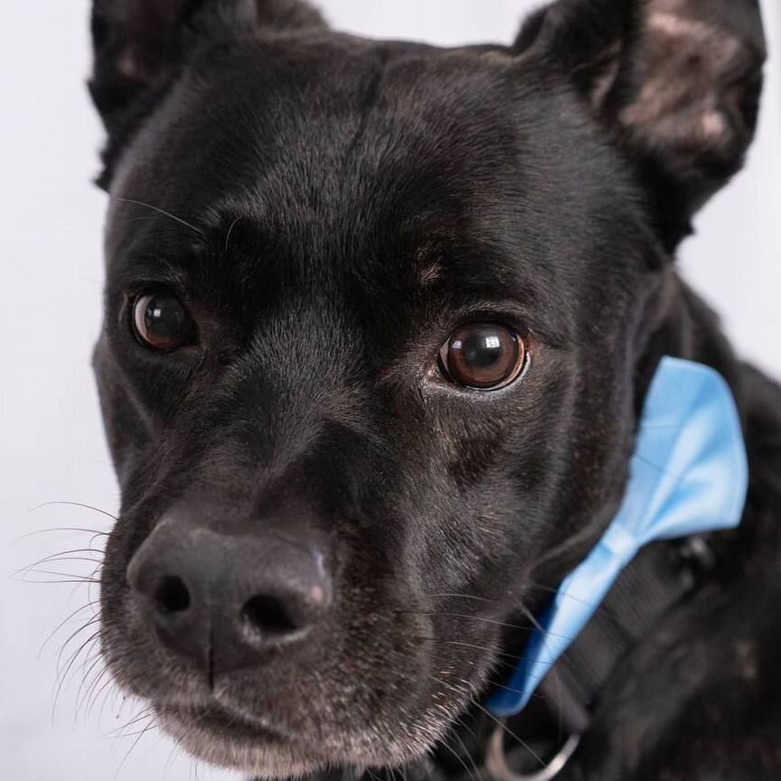 Красавчик Джек ищет своего человека