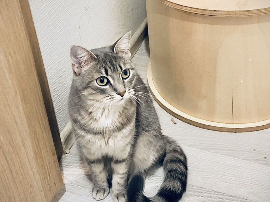 Кошечка в добрые руки